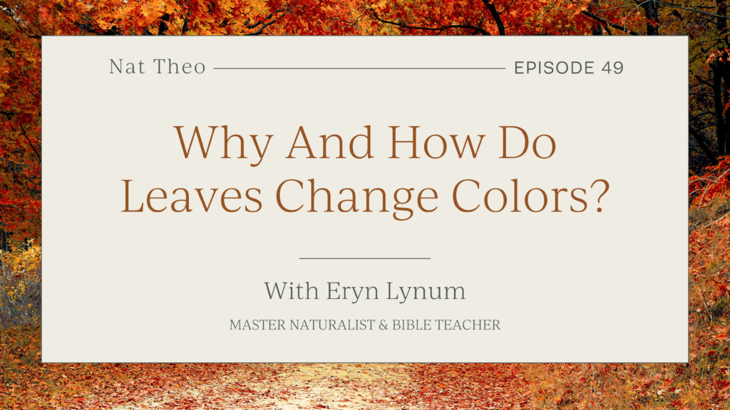 Why And How Do Tree Leaves Change Colors? Discovering Nature's Beauty
