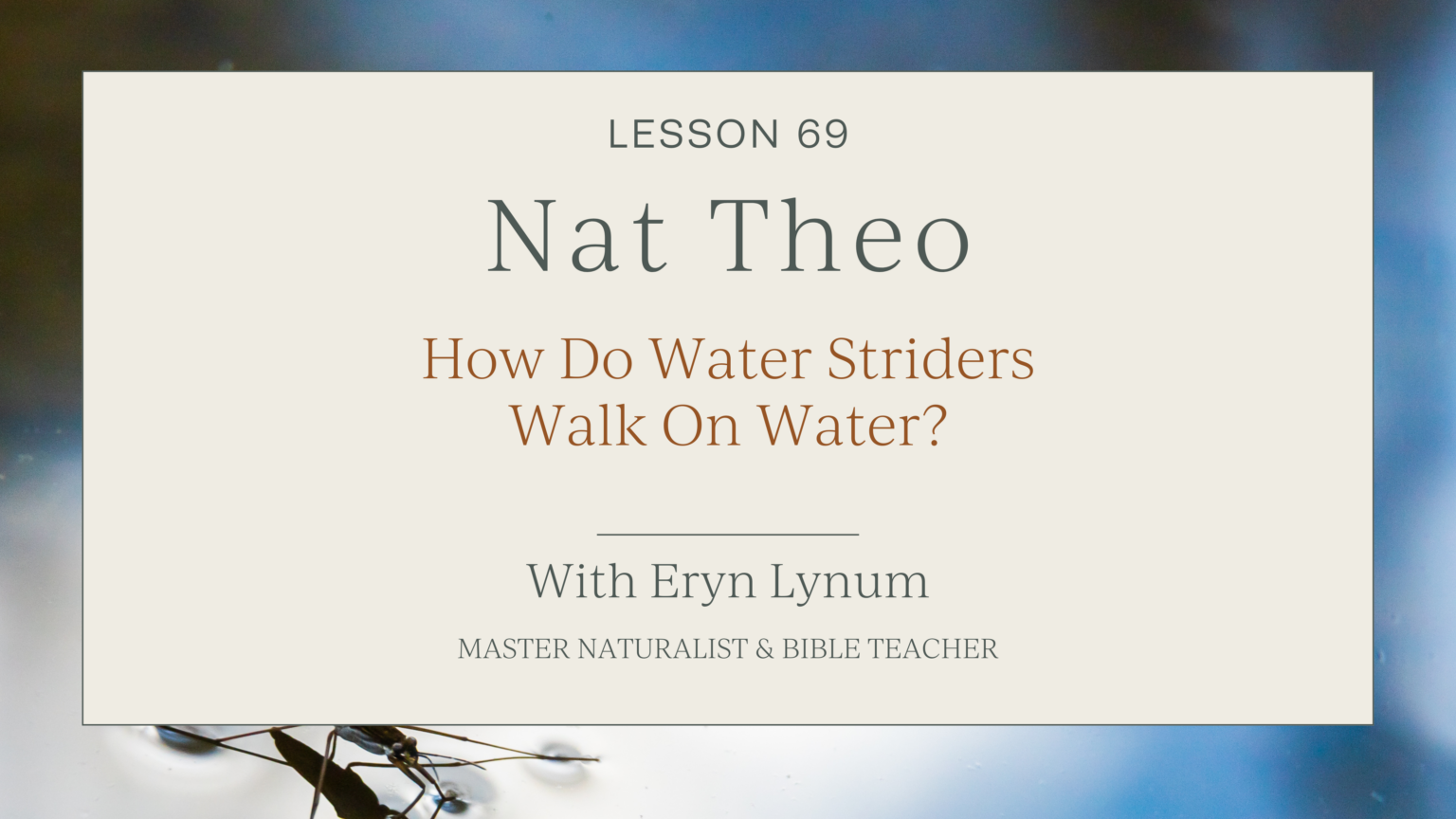 How Do Water Striders Walk on Water?